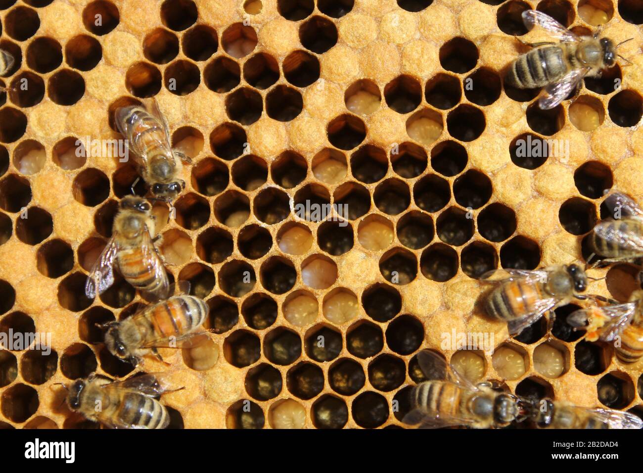 Brood frame hi-res stock photography and images - Alamy