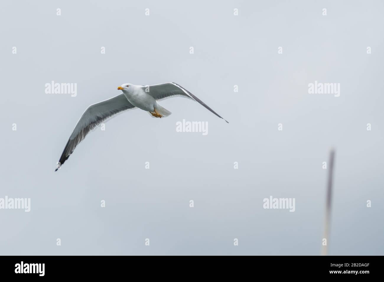 Seagull flying front view hi-res stock photography and images - Alamy