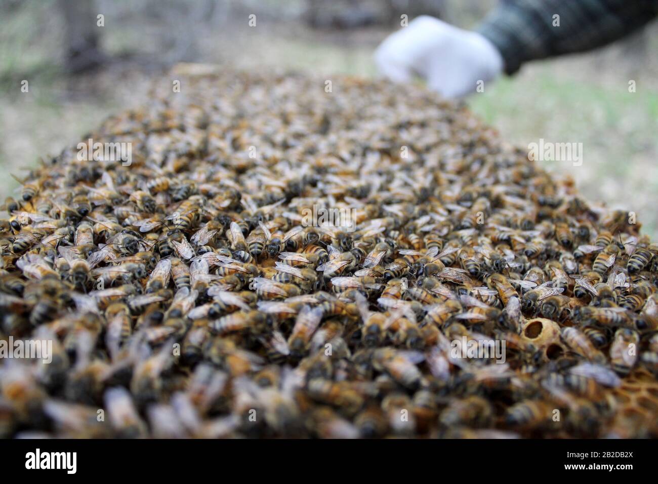 Bees on brood frame tending to eggs and larva Stock Photo - Alamy