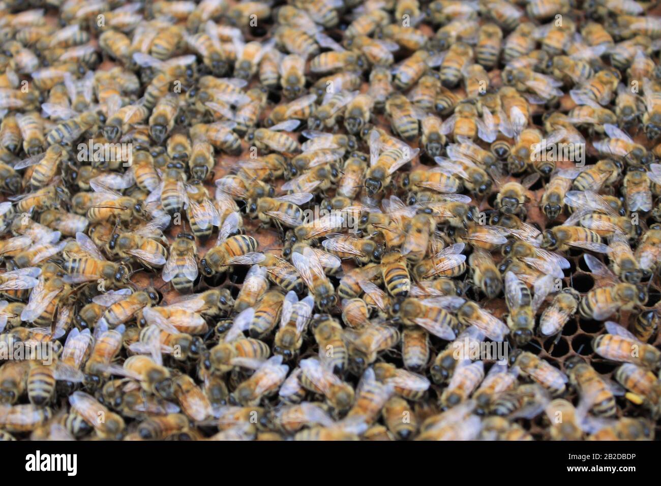 Bees On Brood Comb Capped High Resolution Stock Photography and Images ...