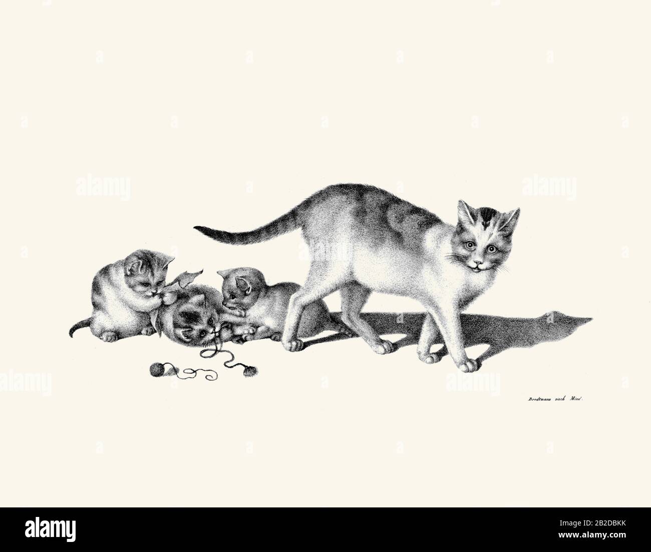 Three Kittens Playing Stock Photo - Alamy