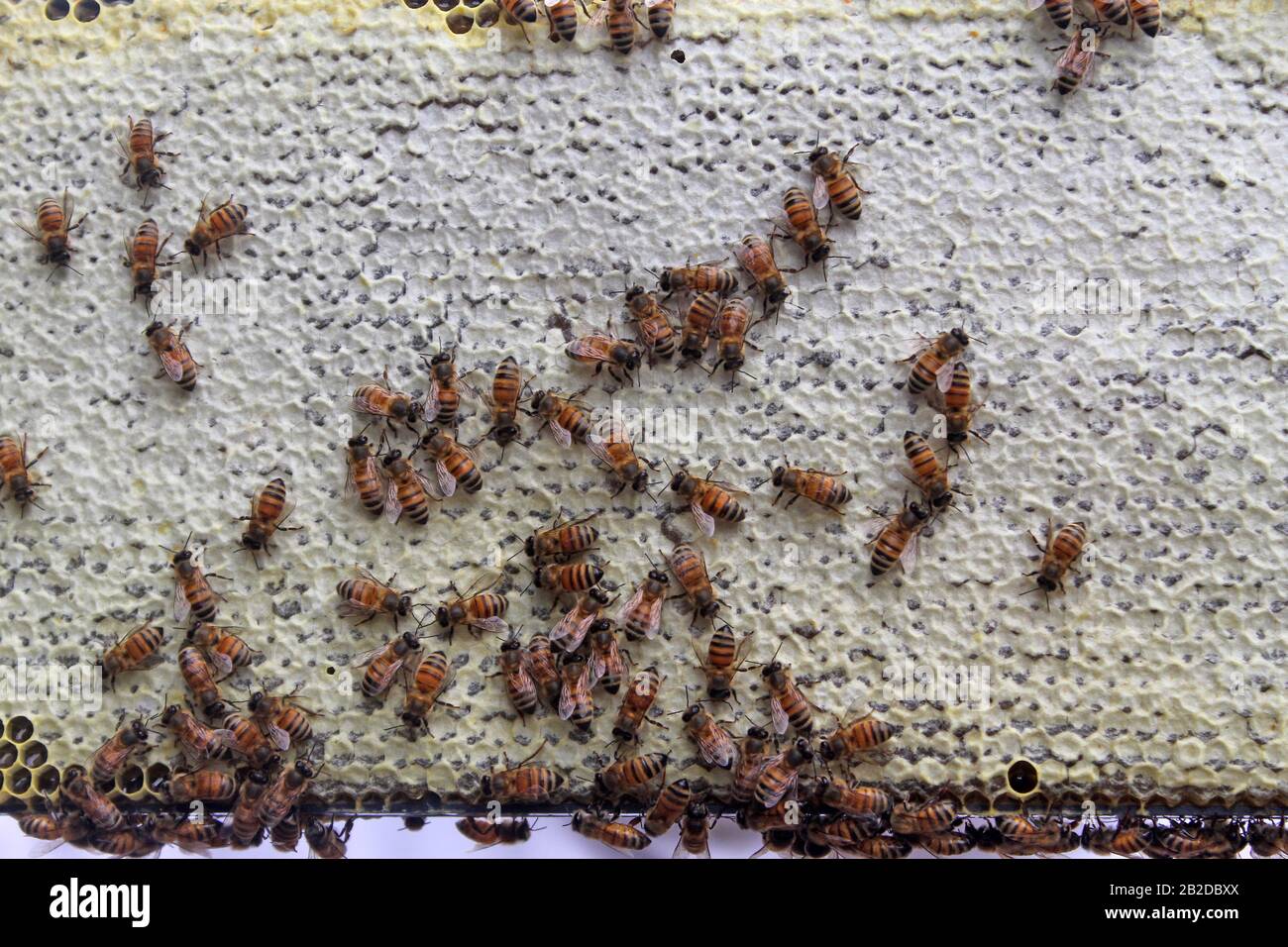 Bees honey bees first hi-res stock photography and images - Alamy