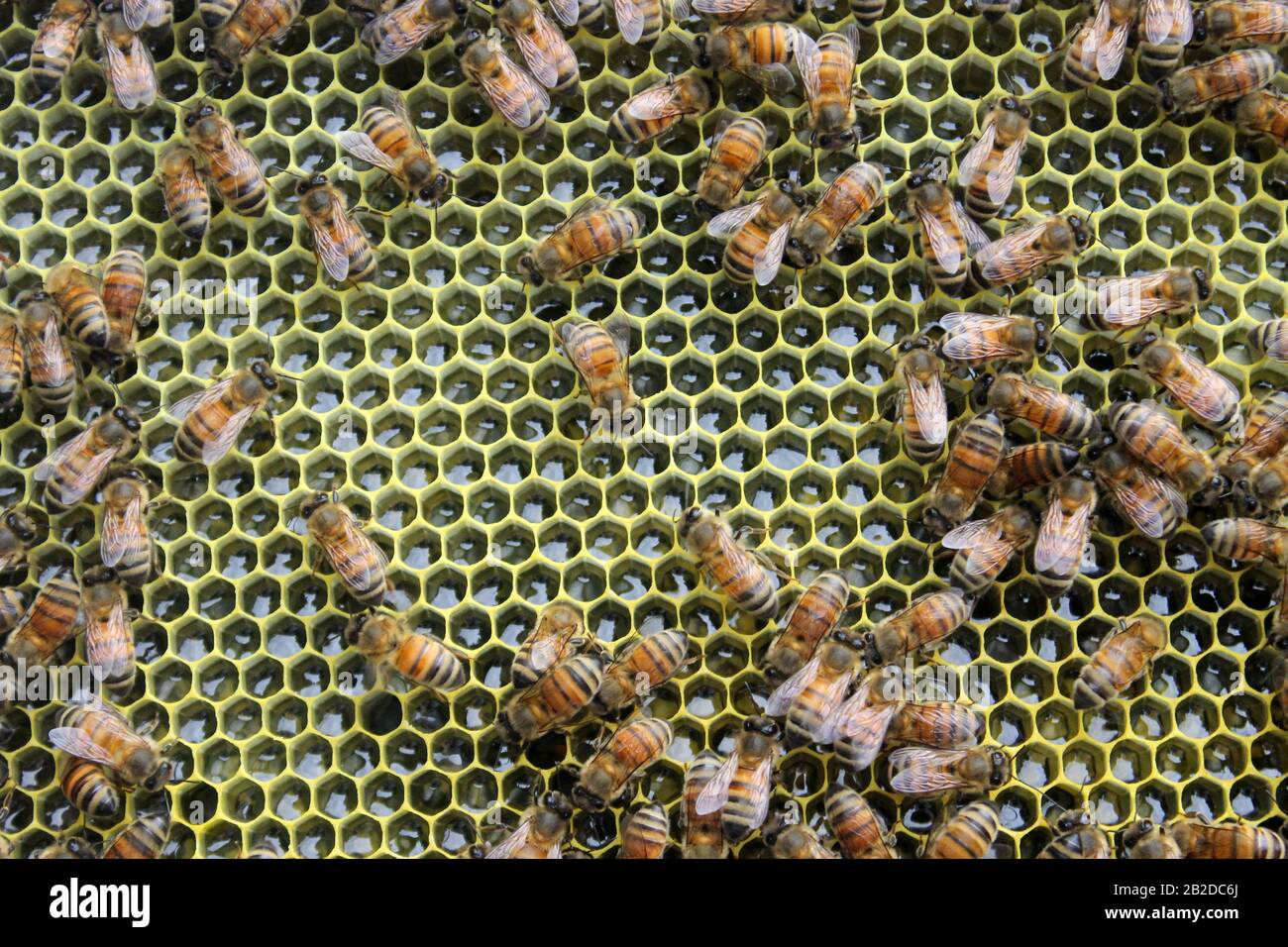Worker bees on fram of nectar hi-res stock photography and images - Alamy