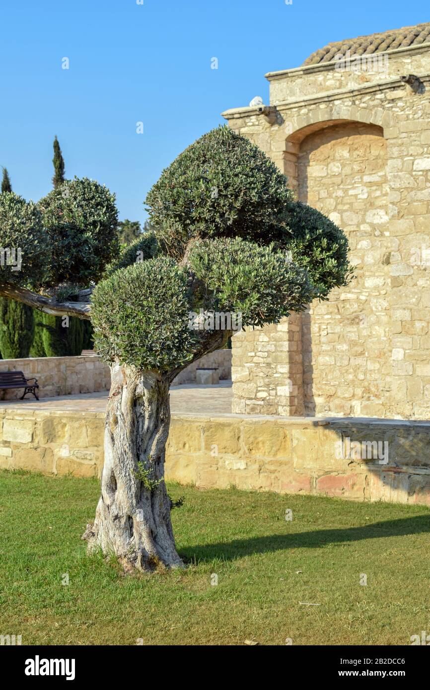 Outdoor tree church hi-res stock photography and images - Alamy