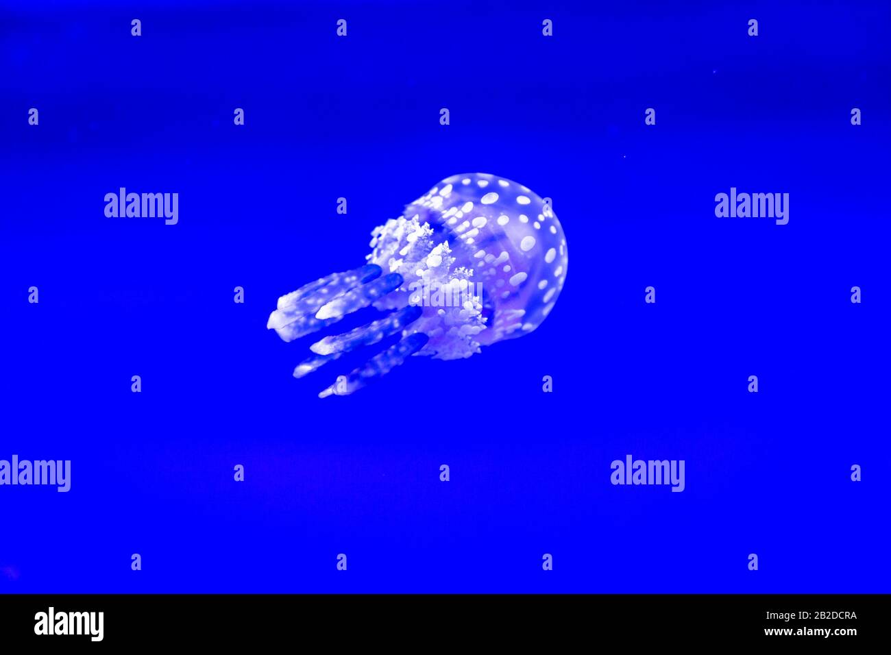 Spotted Jelly, or lagoono jelly, swim and float in blue water ...