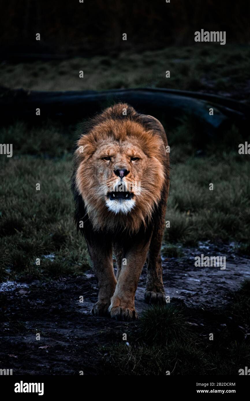 A lion looking into the camera Stock Photo - Alamy
