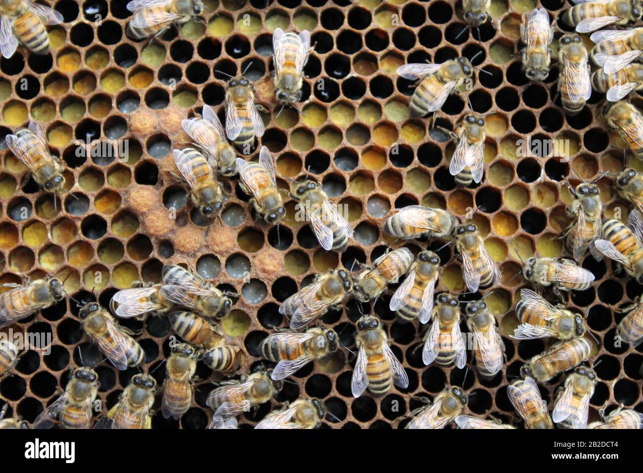 Pollen frame hi-res stock photography and images - Alamy