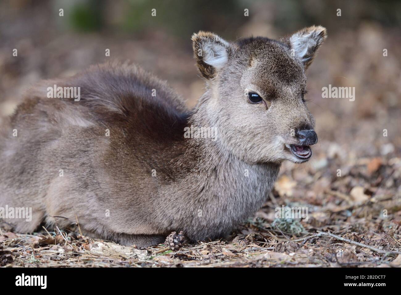 Portrait of a baby sika deer (cervus nippon) sitting on the ground in ...