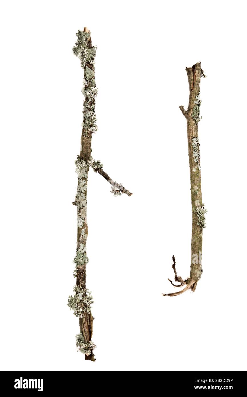 Old lichen covered twigs on white background Stock Photo - Alamy