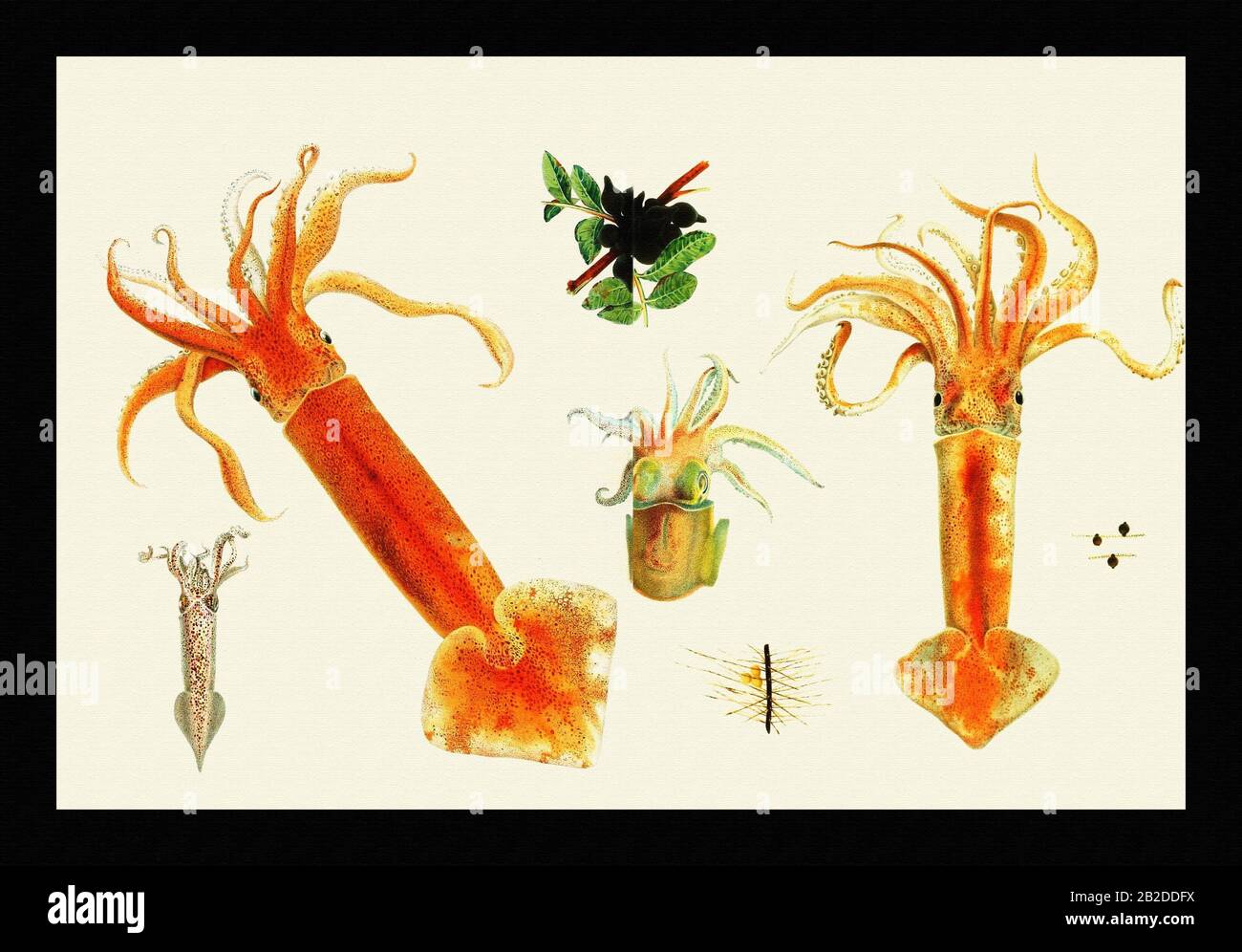 Loligo marmorae hi-res stock photography and images - Alamy