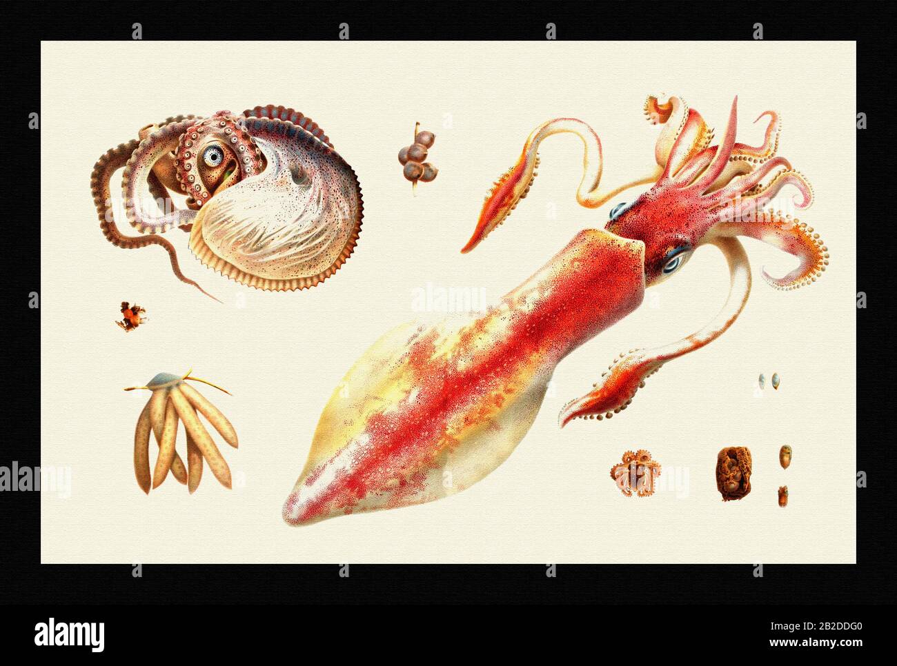 Argonauta hi-res stock photography and images - Alamy