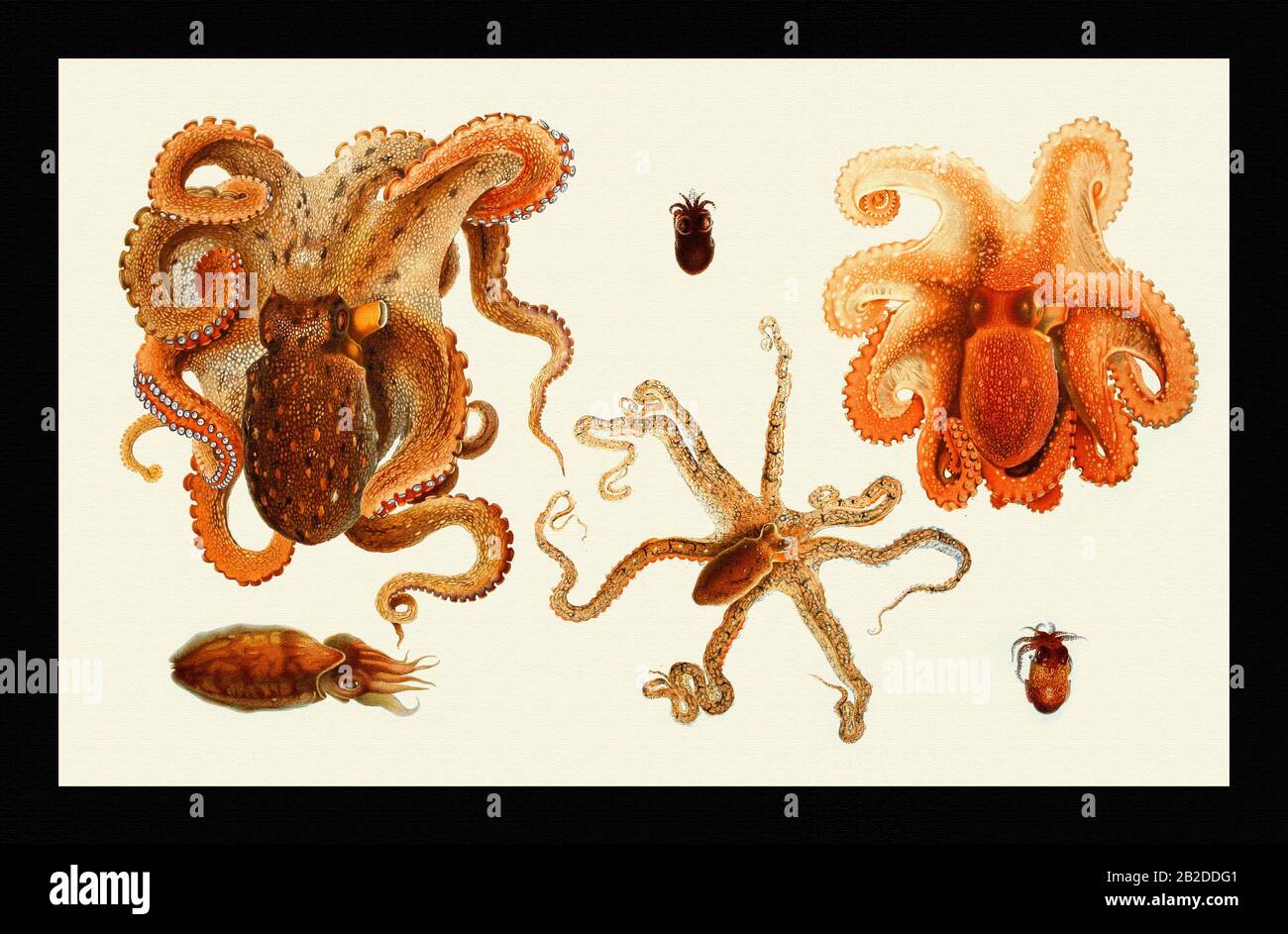 Sepiola High Resolution Stock Photography and Images - Alamy