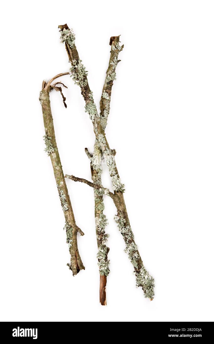 Old lichen covered twigs on white background Stock Photo - Alamy