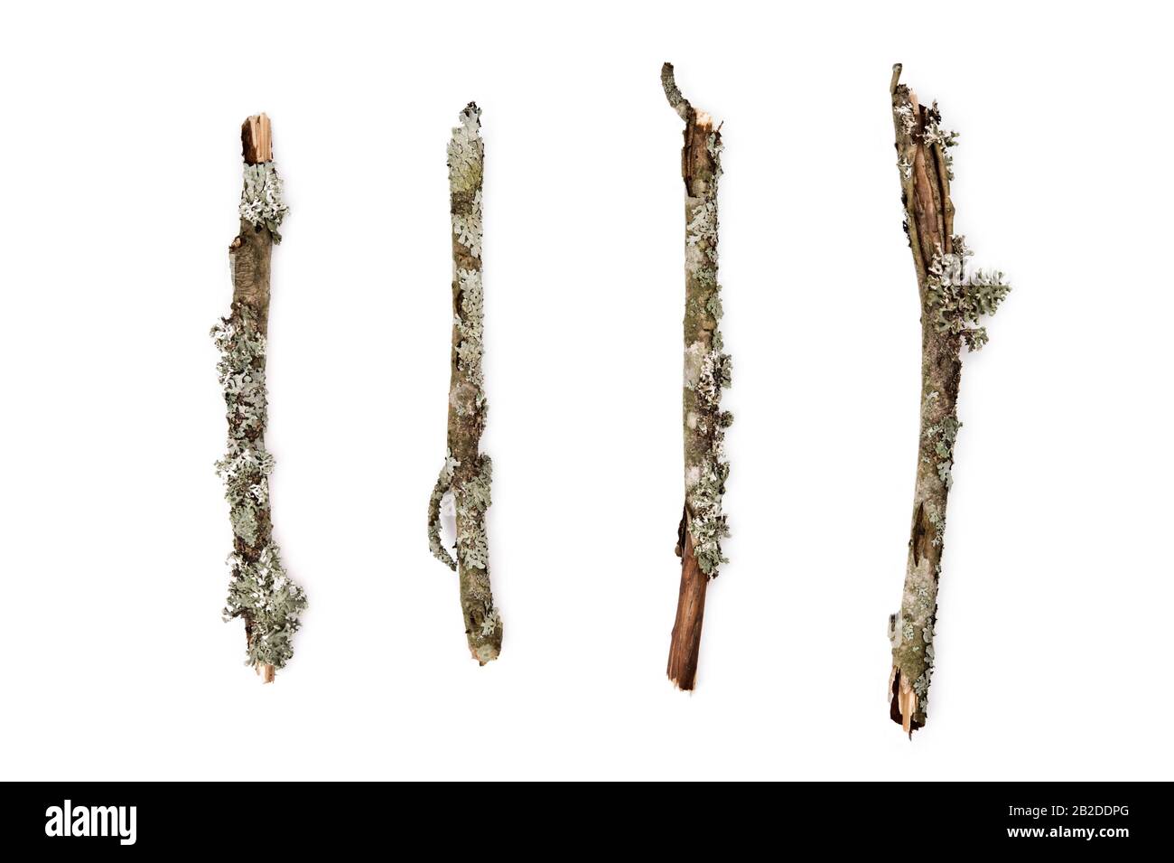Old lichen covered twigs on white background Stock Photo - Alamy