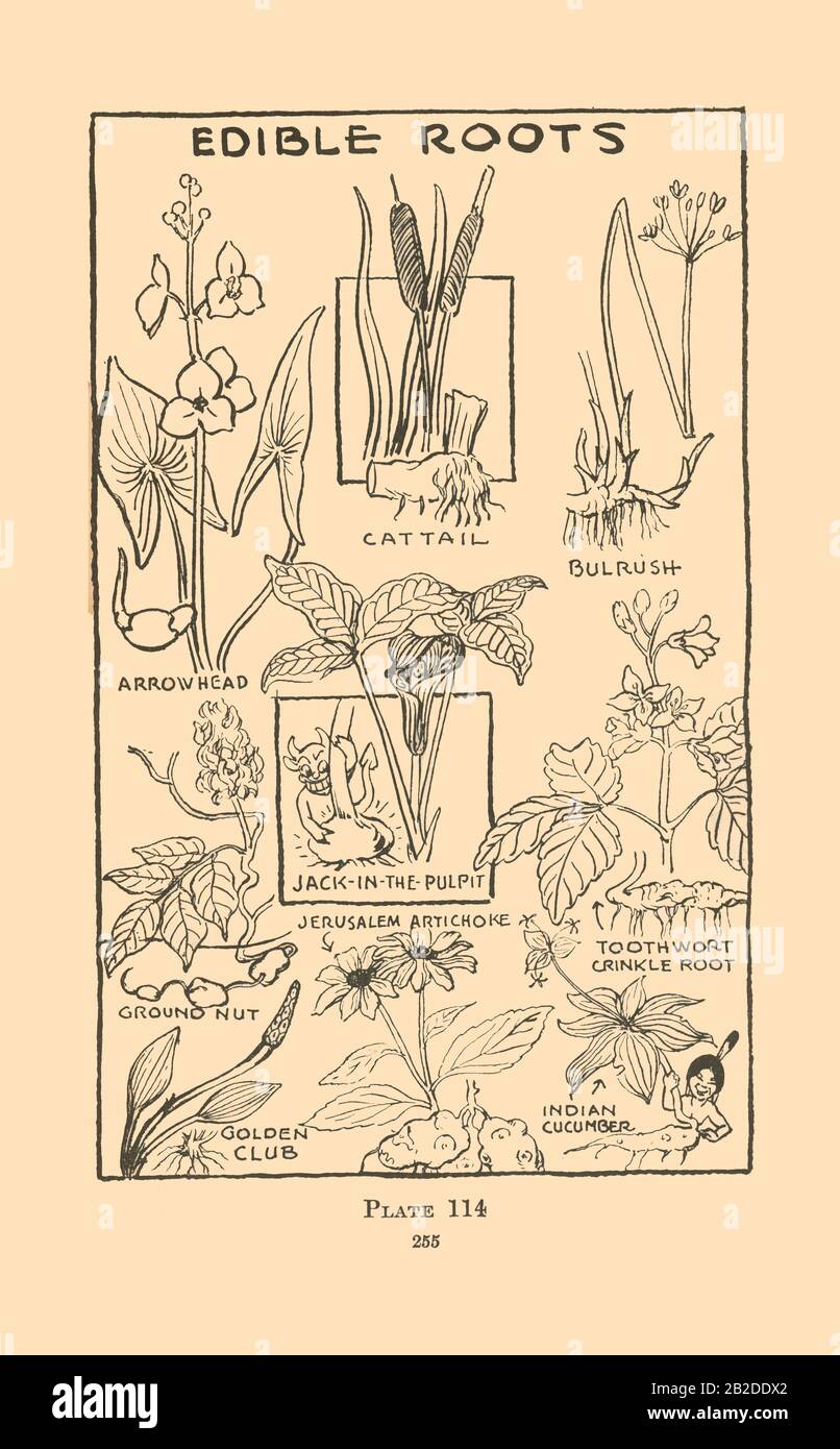 Edible roots and tubers hi-res stock photography and images - Alamy