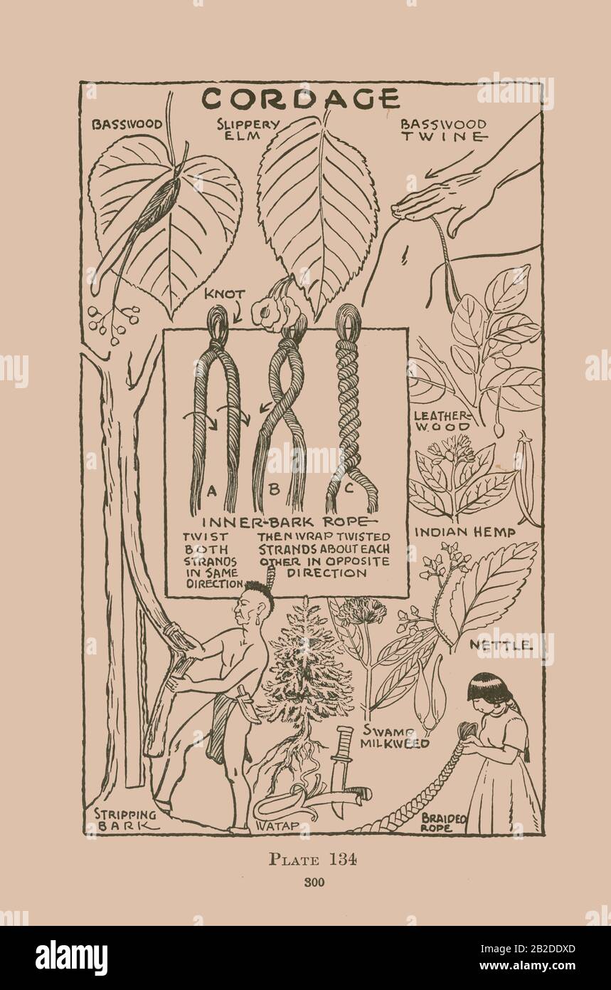 American native plant hi-res stock photography and images - Alamy