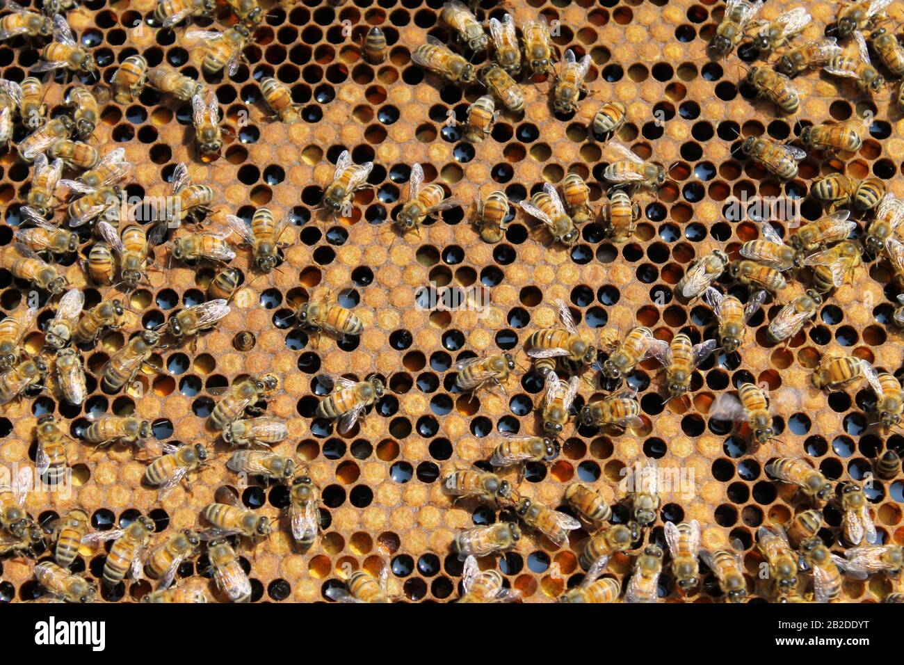 Bees on Brood and pollen frame Stock Photo - Alamy