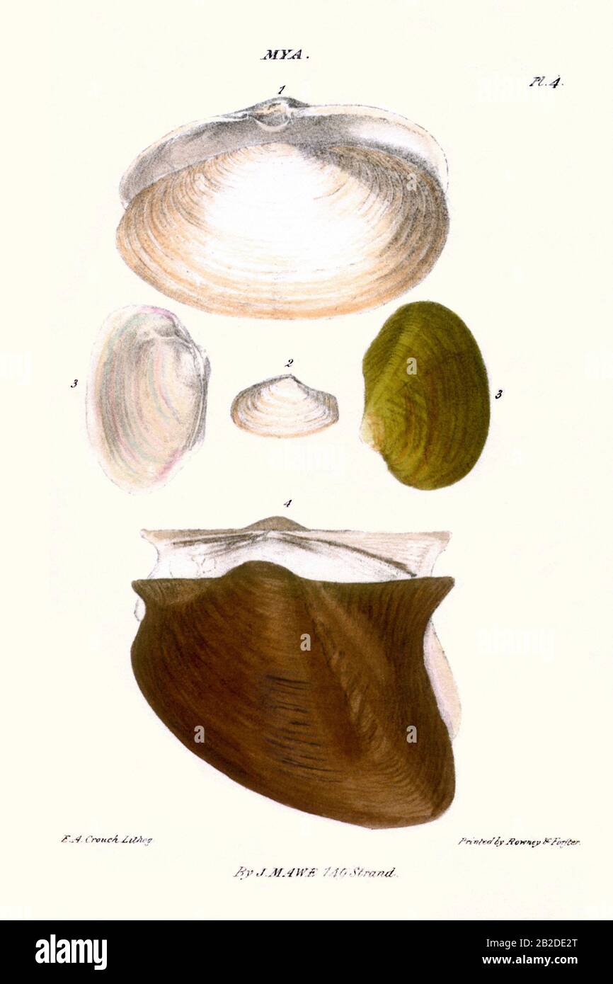 Trough shells hi-res stock photography and images - Alamy