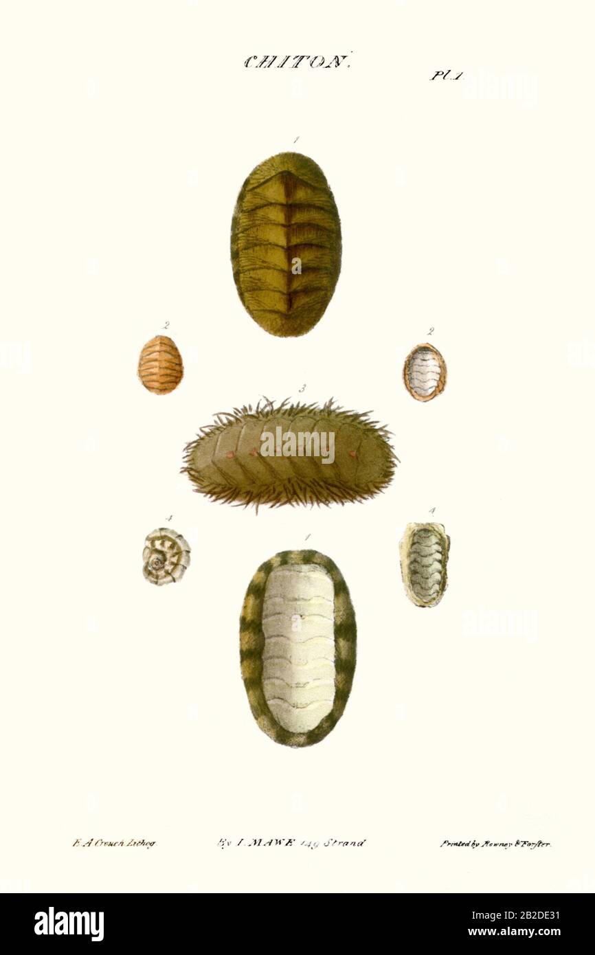 Shells mollusca hi-res stock photography and images - Alamy