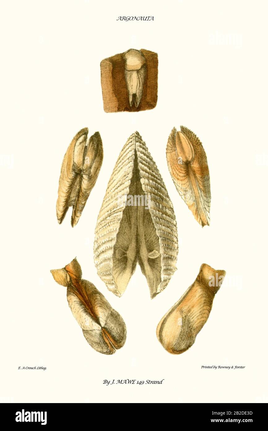 Pholas shells hi-res stock photography and images - Alamy