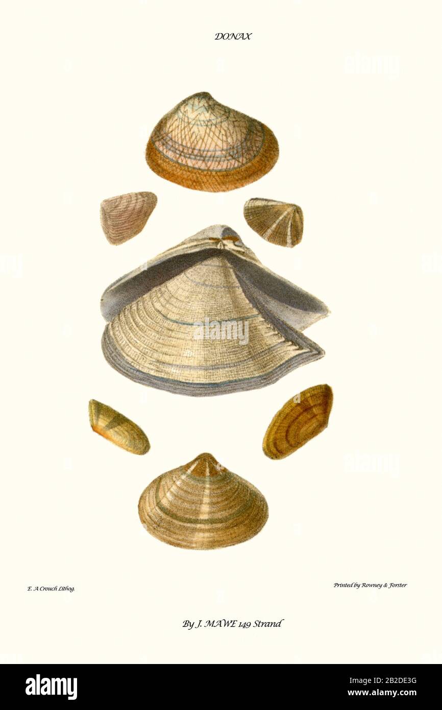 Wedge conchology hi-res stock photography and images - Alamy