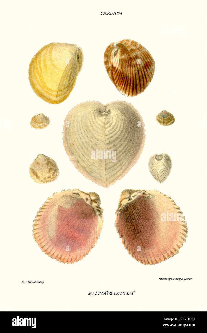 Cockle conchology hi-res stock photography and images - Alamy