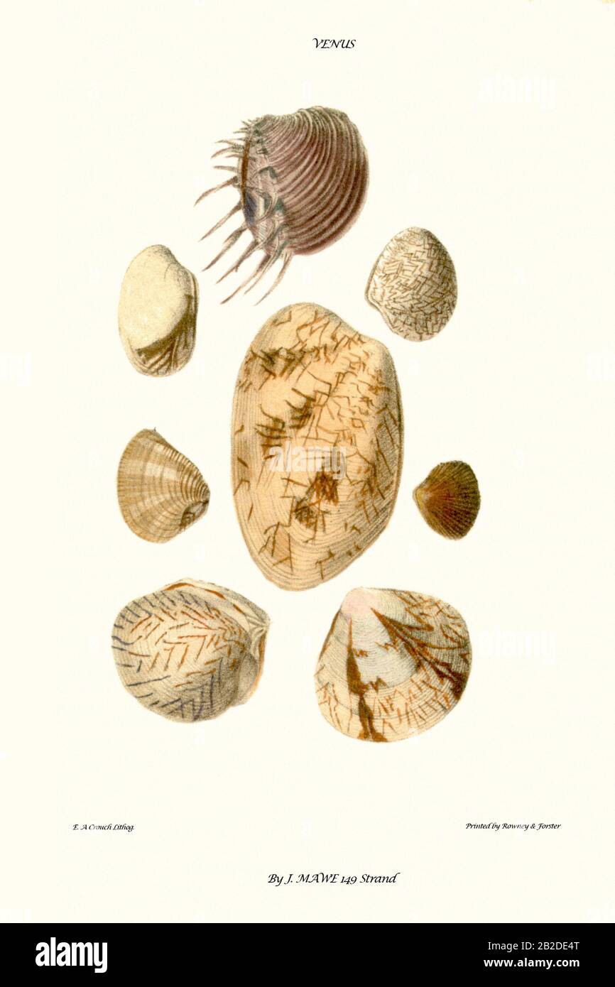 Venus High Resolution Stock Photography and Images - Alamy