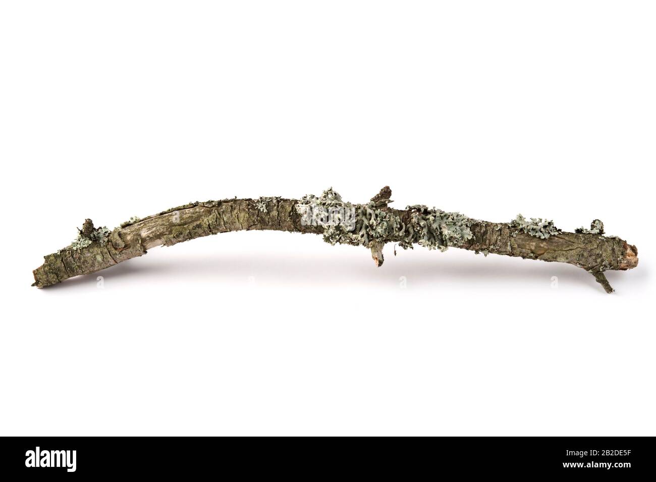 Lichen covered twig on white background Stock Photo - Alamy