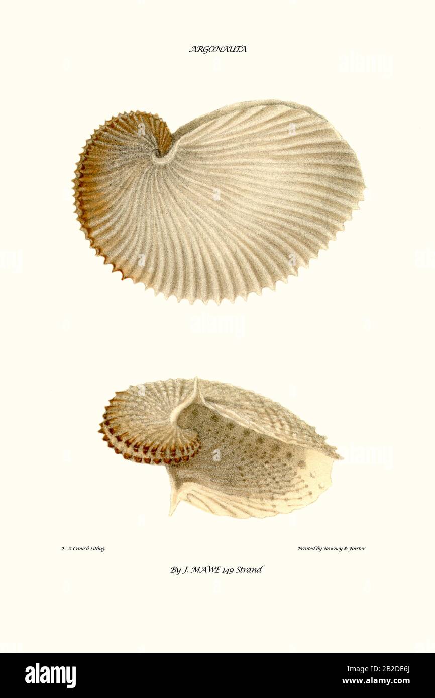 Nautilus [nautilus shell] hi-res stock photography and images - Alamy