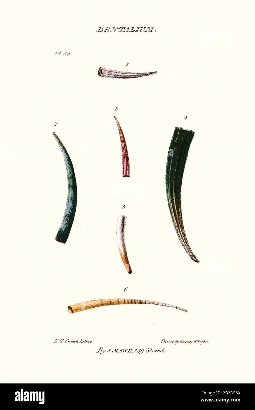 Tooth conchology hi-res stock photography and images - Alamy