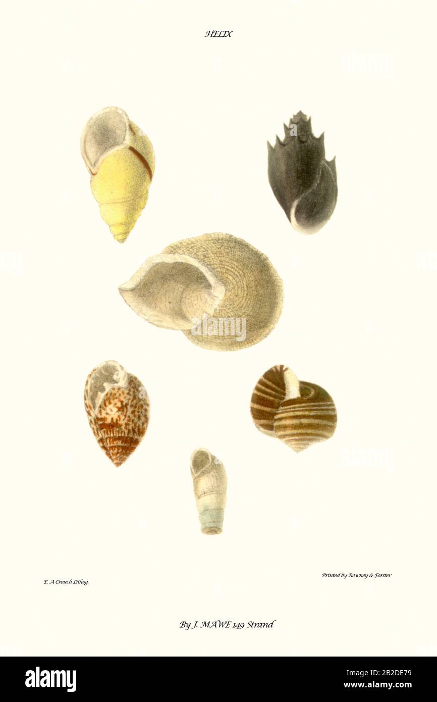 Spiral conchology hi-res stock photography and images - Alamy