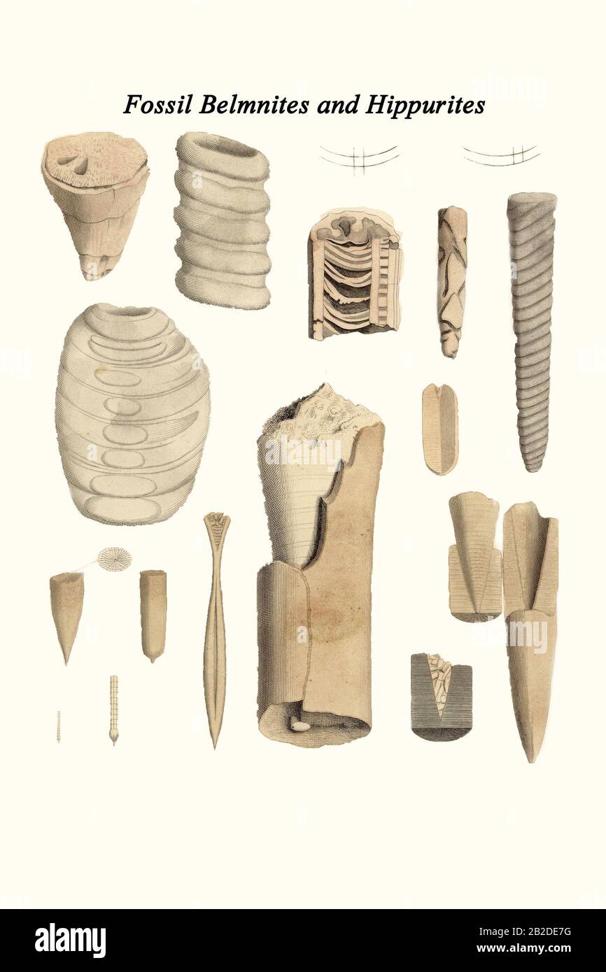 Hippurites and Belemnites Stock Photo - Alamy