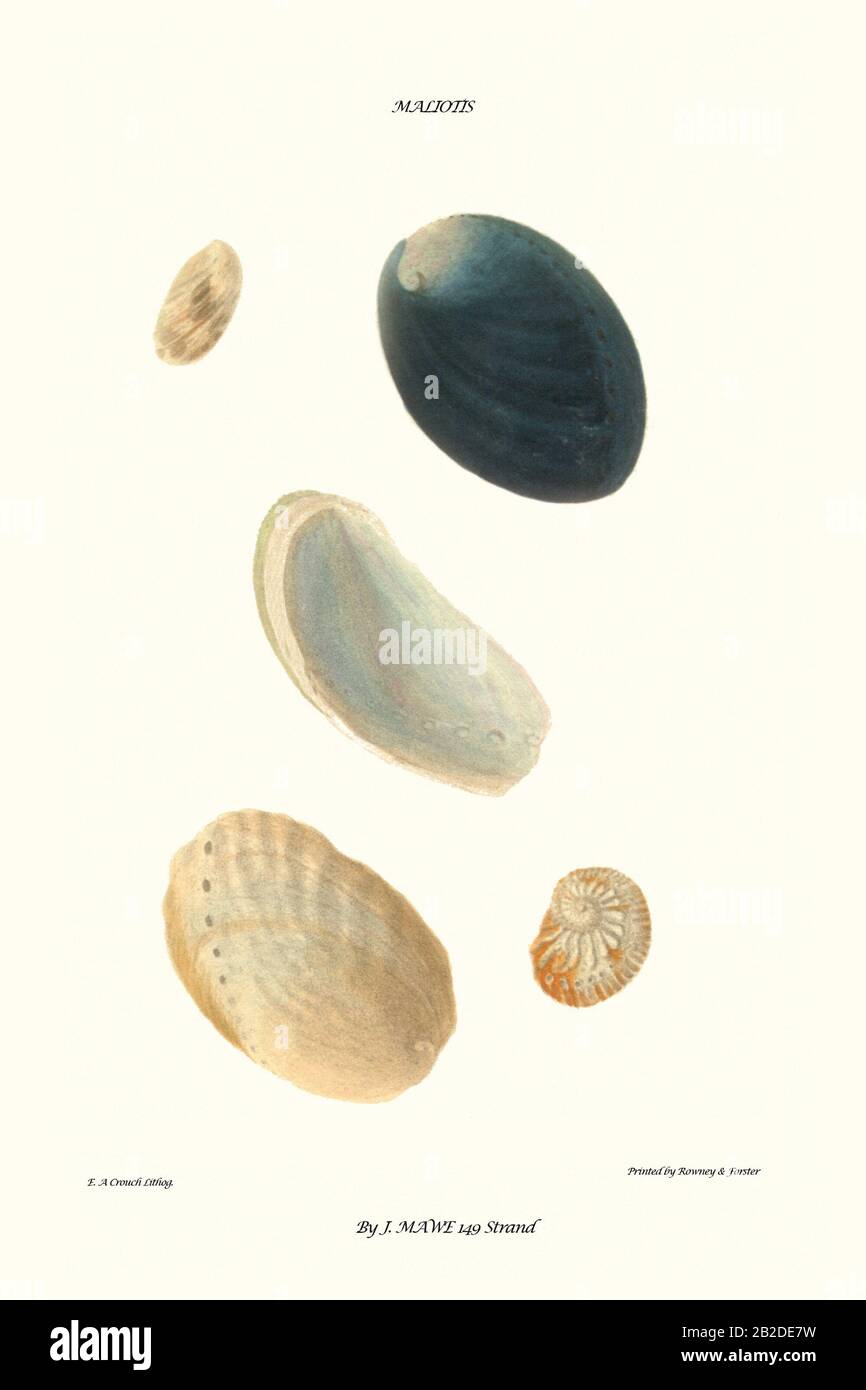 Abalone conchology hi-res stock photography and images - Alamy