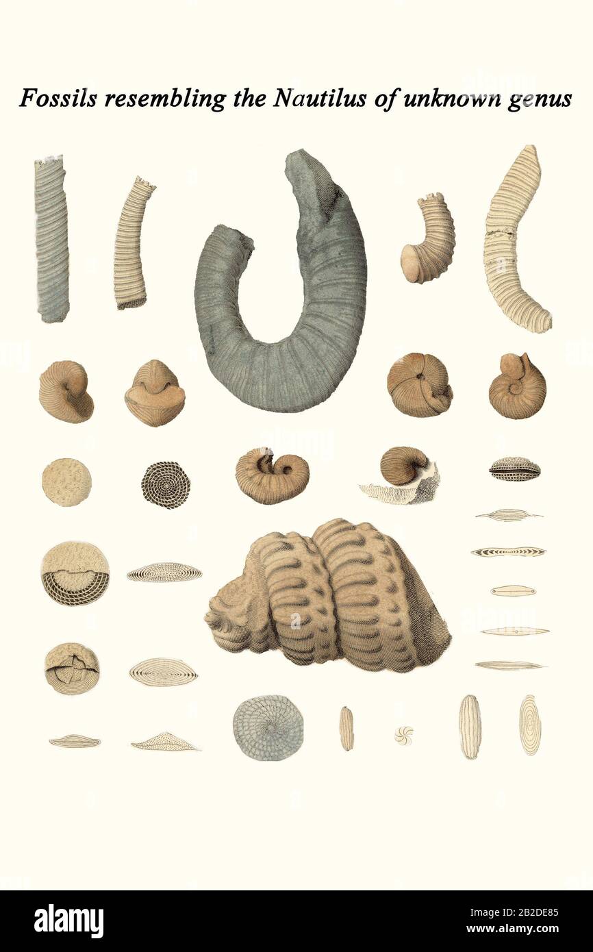 Hamites hi-res stock photography and images - Alamy