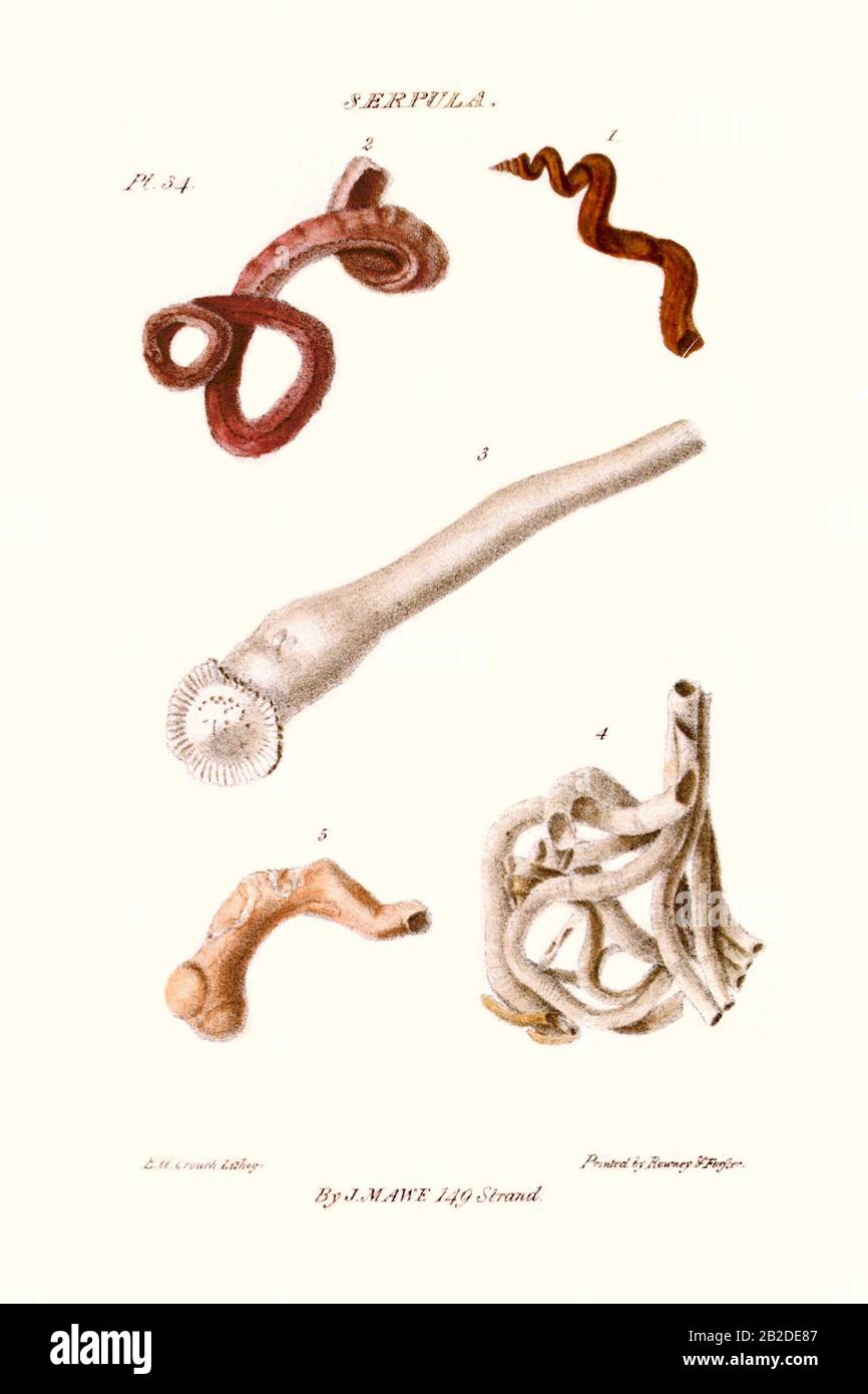 Worm conchology hi-res stock photography and images - Alamy