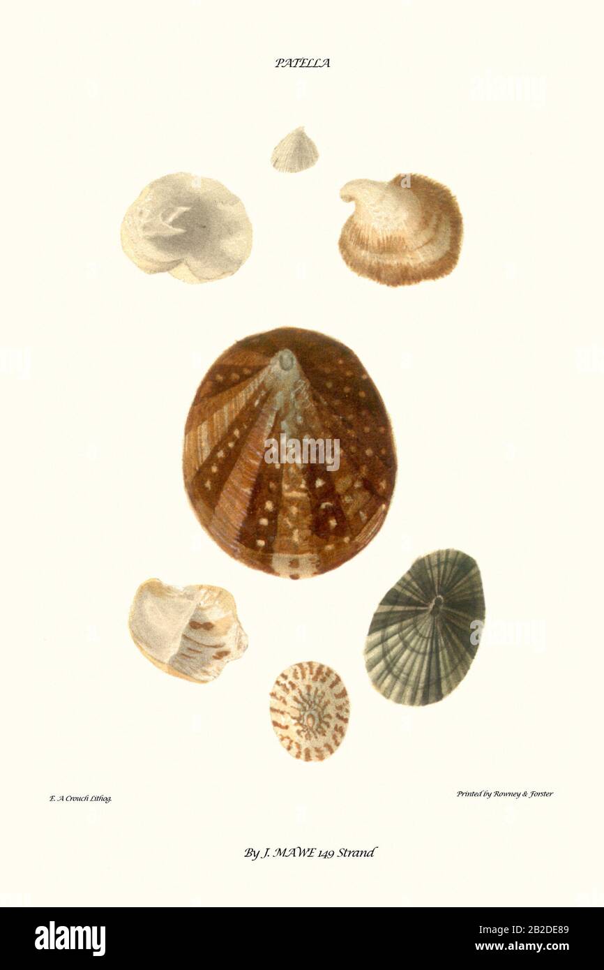 Limpet conchology hi-res stock photography and images - Alamy