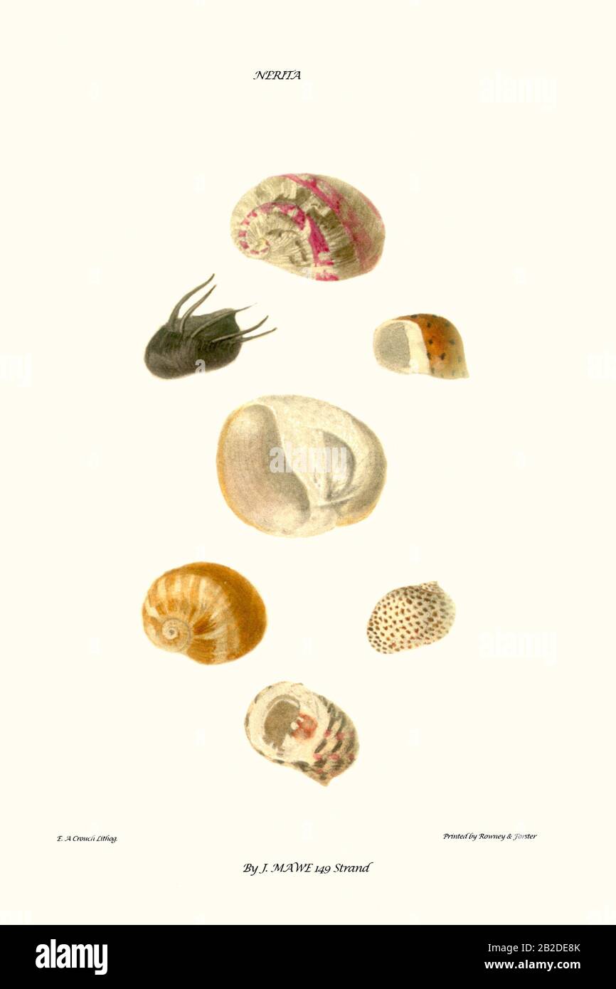 Hoof shells hi-res stock photography and images - Alamy