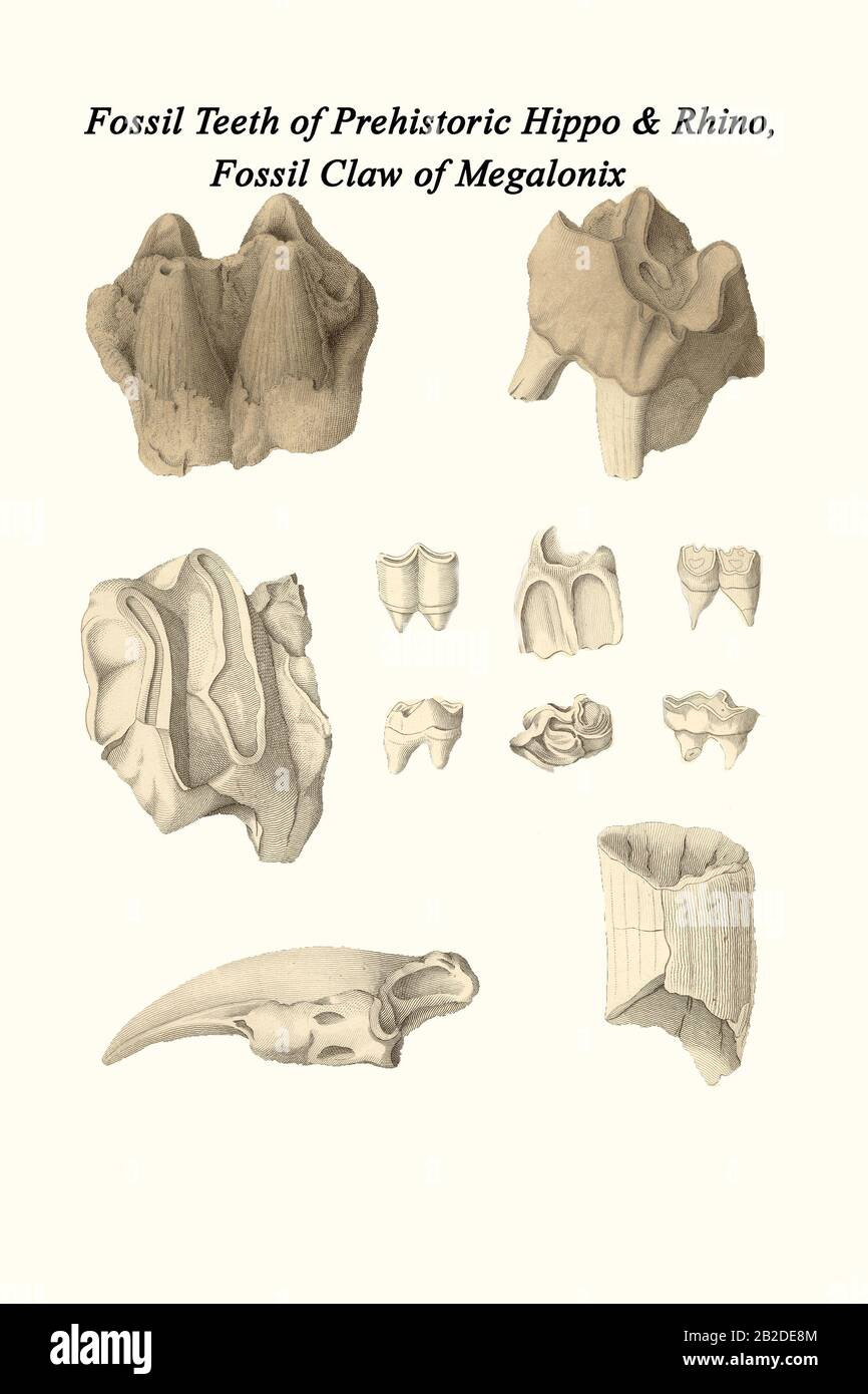 Palaeotherium hi-res stock photography and images - Alamy