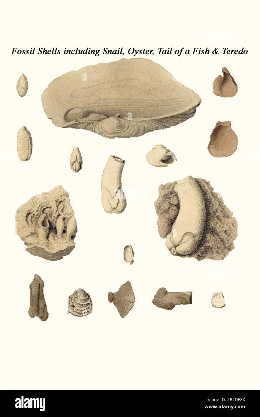 Panopea hi-res stock photography and images - Alamy