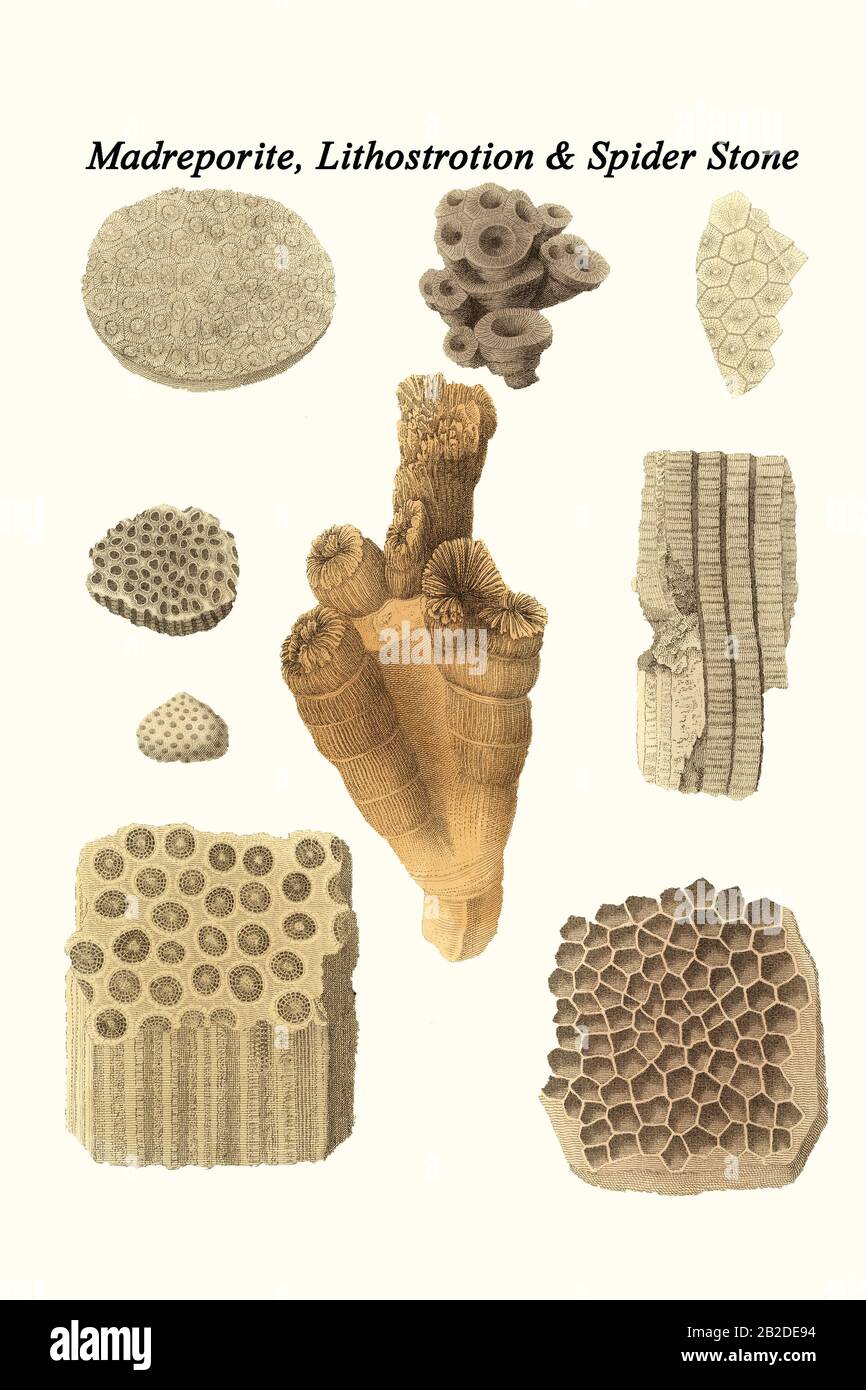 Lithostrotion hi-res stock photography and images - Alamy