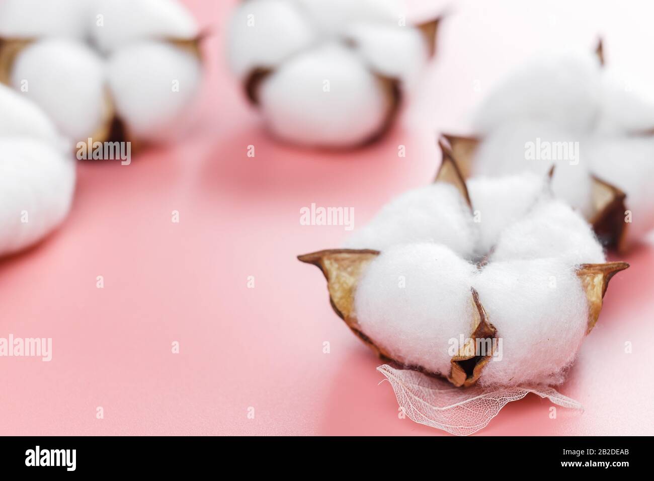 Flowers of cotton plant close up on the pink background Stock Photo - Alamy