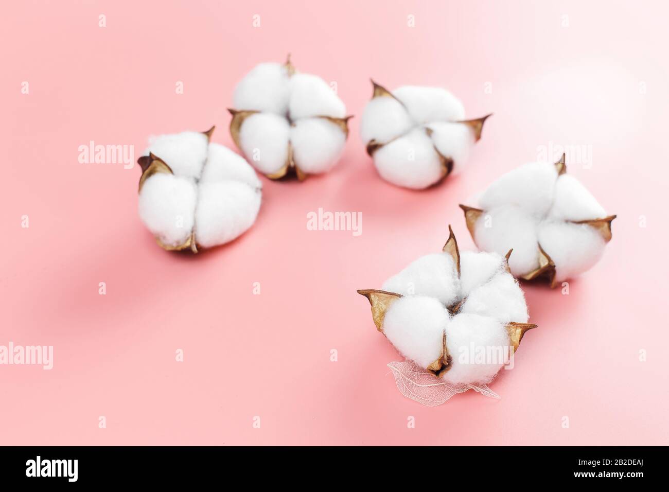 Flowers of cotton plant close up on the pink background Stock Photo - Alamy