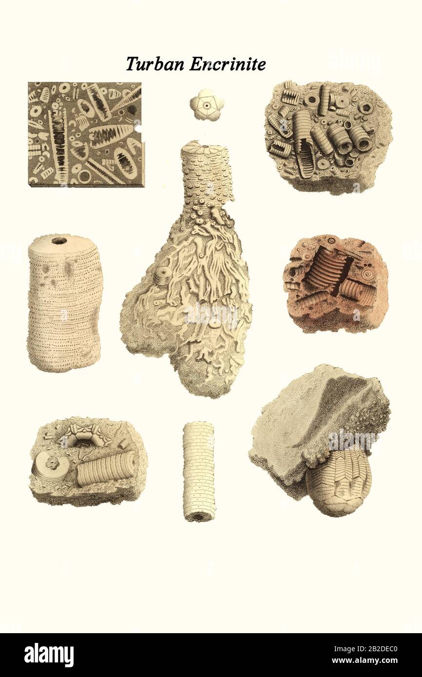 Encrinite hi-res stock photography and images - Alamy