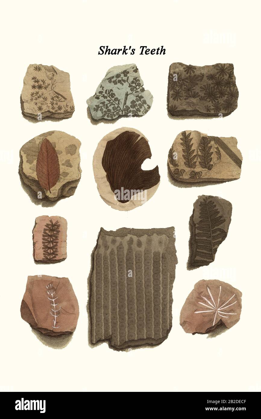 Fossils shark teeth hi-res stock photography and images - Alamy