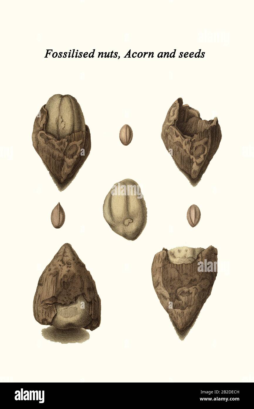 "Fossilised nuts, acorn and seeds Stock Photo - Alamy