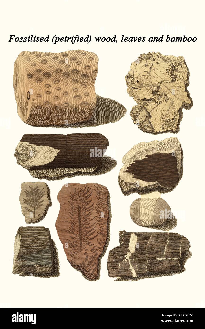 Fossilized (petrified) wood, leaves and bamboo Stock Photo - Alamy