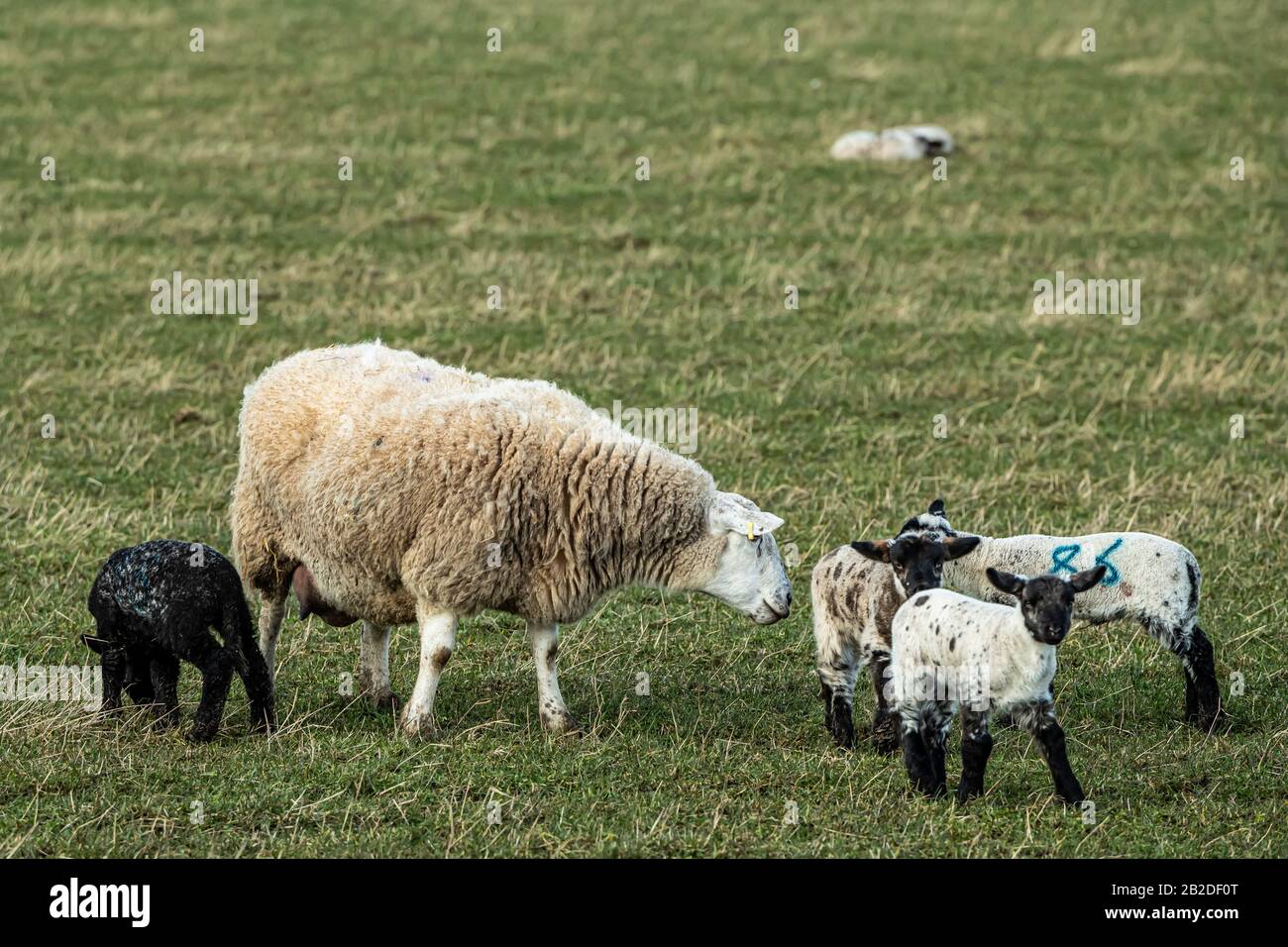 Stichill High Resolution Stock Photography and Images - Alamy