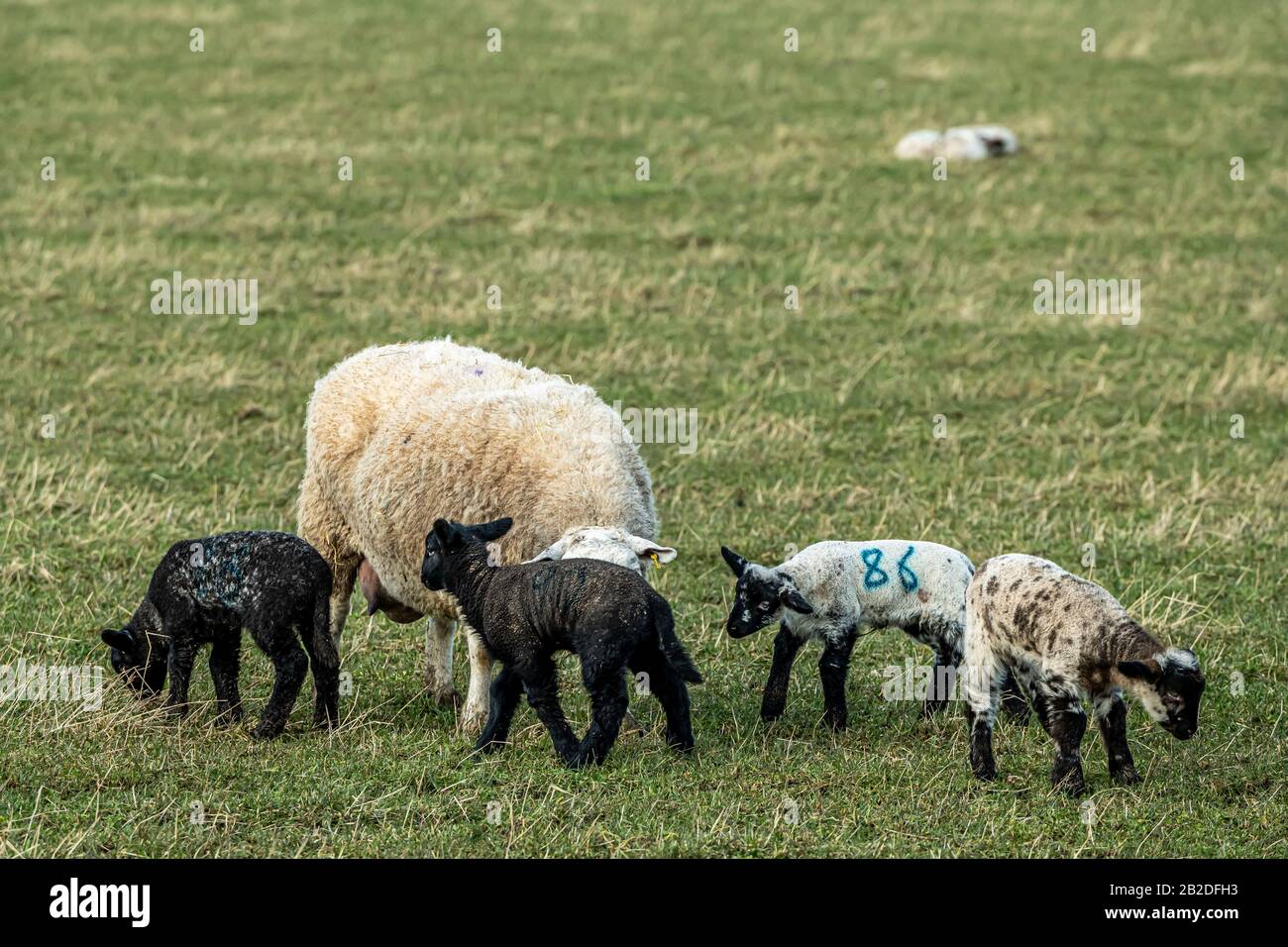 Stichill High Resolution Stock Photography and Images - Alamy