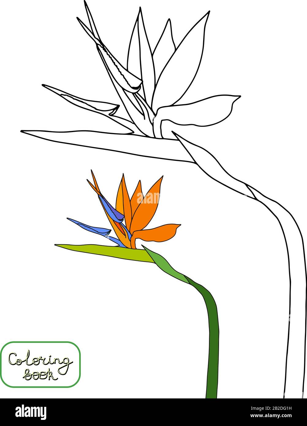 Coloring book strelitzia reginae tropical flowers isolated on white ...