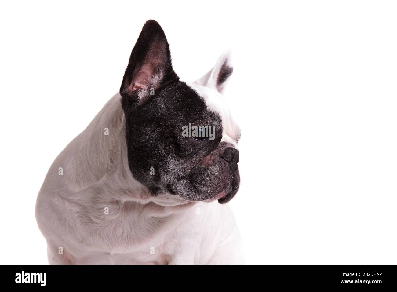 side view of a french bulldog's head, looking away from the camera ...